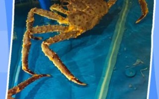 活帝王蟹怎么保存_活帝王蟹怎么吃最好