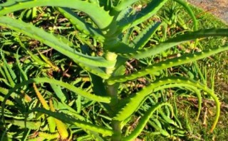 木立芦荟可以长期吃吗_长期吃木立芦荟安全吗