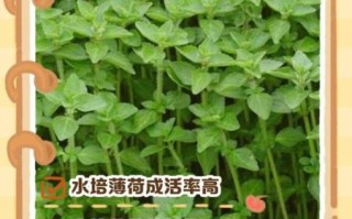 喝薄荷水有什么好处_喝薄荷水的禁忌有哪些