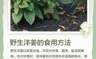 洋姜怎么种_洋姜种植时间和方法
