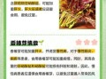 吃香春芽的好处和坏处_哪些人不能吃