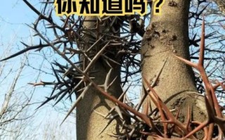 皂角刺对妇科炎症有效吗_皂角刺能治疗子宫肌瘤吗