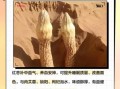 锁阳肉苁蓉泡水喝的功效_适合人群与禁忌
