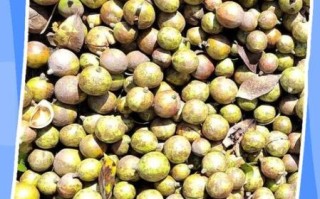 山茶油骗局有哪些套路_如何辨别真假山茶油