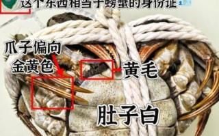 阳澄湖大闸蟹是哪里的_正宗产地在哪里