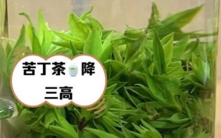 长期喝苦丁茶的好处和坏处_哪些人不宜天天喝