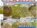 绿豆发芽过程记录_绿豆几天能发芽