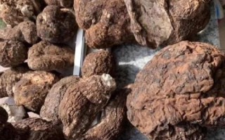 茯苓有什么功效与作用_茯苓怎么吃效果最好