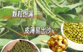 绿豆汤怎么煮是绿色_绿豆汤不变色的秘诀