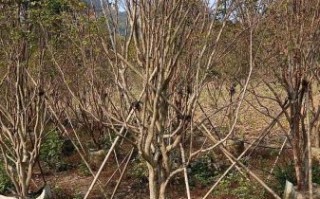 嘉宝果树苗价格多少钱一棵_嘉宝果树苗价格表