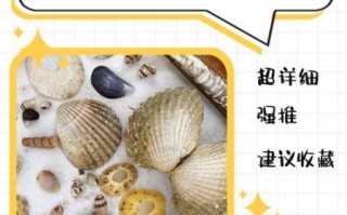 贝壳怎么清洗_贝壳怎么炒好吃