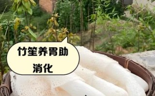 竹笙是什么_竹笙的功效与作用
