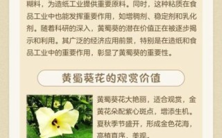 黄蜀葵花泡酒的功效与作用_黄蜀葵花泡酒怎么泡