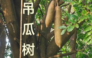 吊瓜树价格多少钱一棵_吊瓜树价格受哪些因素影响