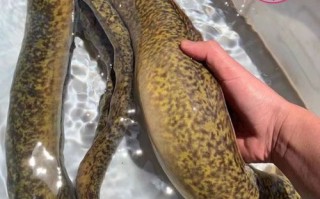 花鳗鱼多少钱一斤_花鳗鱼和鳗鱼价格区别