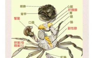 大闸蟹养殖技术_大闸蟹养殖周期多久