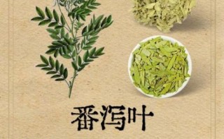 番泻叶减肥吗_番泻叶副作用有哪些