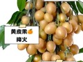 黄皮果是什么水果_黄皮果的功效与作用