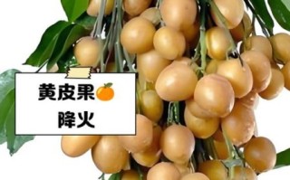 黄皮果是什么水果_黄皮果的功效与作用