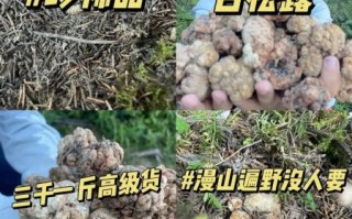 白松露的功效与作用_白松露怎么吃最好