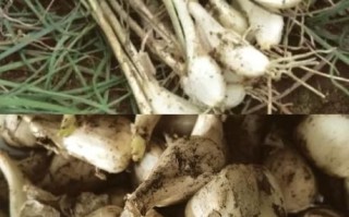 藠头和藠头的区别图片_藠头是不是藠头