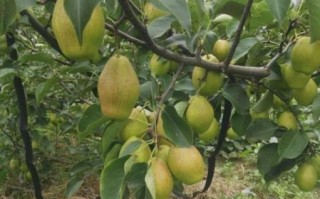 红梨树长什么样_红梨树图片怎么识别