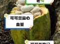 可可豆的功效与作用_可可豆怎么吃减肥