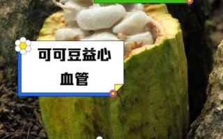 可可豆的功效与作用_可可豆怎么吃减肥