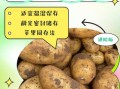 土豆怎样保存不发芽_土豆怎么放不变绿