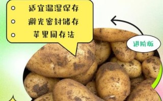 土豆怎样保存不发芽_土豆怎么放不变绿