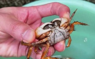 螃蟹几条腿_螃蟹腿断了还能长出来吗