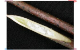 小通草图片长什么样_小通草真假怎么辨别