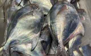 南鲳鱼是海鱼吗_南鲳鱼产地在哪里 南鲳鱼是海鱼吗_南鲳鱼产地在哪里