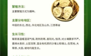 菊苣的功效与作用有哪些_菊苣能降尿酸吗