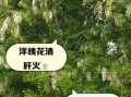槐花可以泡水喝吗_槐花泡水功效与禁忌