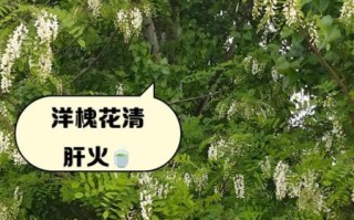 槐花可以泡水喝吗_槐花泡水功效与禁忌