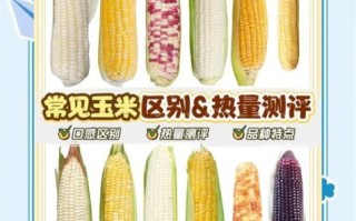 玉米热量高不高_减肥能吃玉米吗