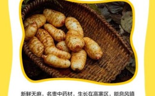 新鲜天麻的正确吃法_新鲜天麻的功效与作用