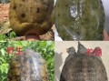 野生甲鱼图片大全_如何分辨真假野生甲鱼
