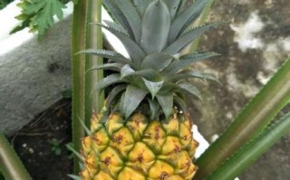 菠萝手机开机键在哪_菠萝手机怎么强制重启