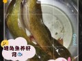 塘角鱼怎么养_塘角鱼吃什么