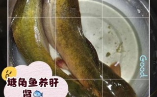 塘角鱼怎么养_塘角鱼吃什么