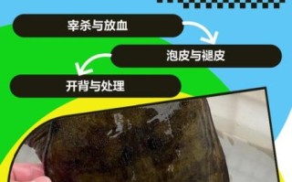 甲鱼怎么杀_最简单杀甲鱼的正确方法