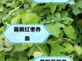 葛根泡水喝最佳搭配_葛根和什么一起泡水好