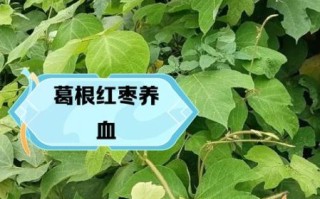 葛根泡水喝最佳搭配_葛根和什么一起泡水好