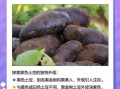 黑土豆产地在哪里_黑土豆哪里产的最好
