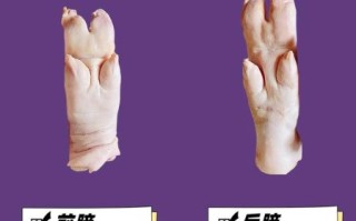 蹄髈和肘子的区别是哪个部位_图解猪前腿后腿