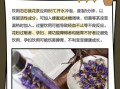 勿忘我花茶的功效与禁忌_适合什么人喝