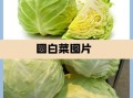 圆白菜和卷心菜一样吗_区别与营养价值