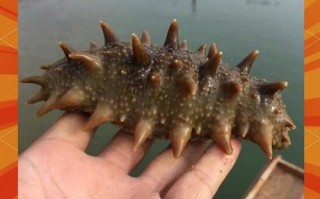 辽参多少钱一斤_辽参价格影响因素